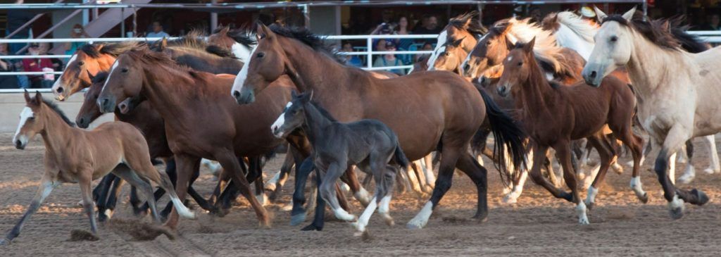 About | Colorado State Fair & Rodeo