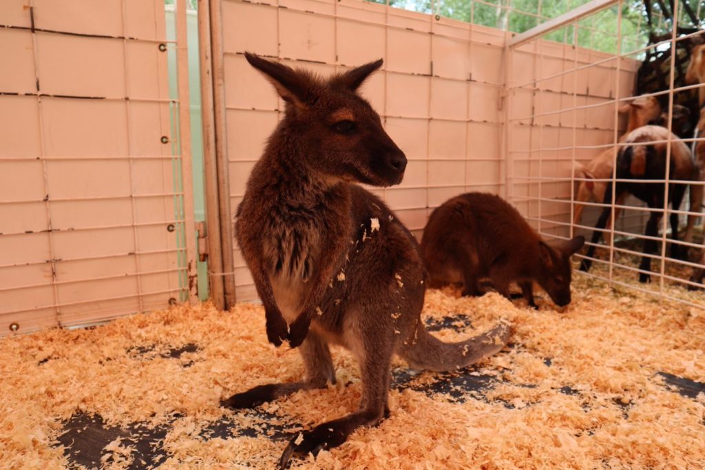 A Whirlwind of Wildlife: Uncovering Interesting Animals at the Colorado ...