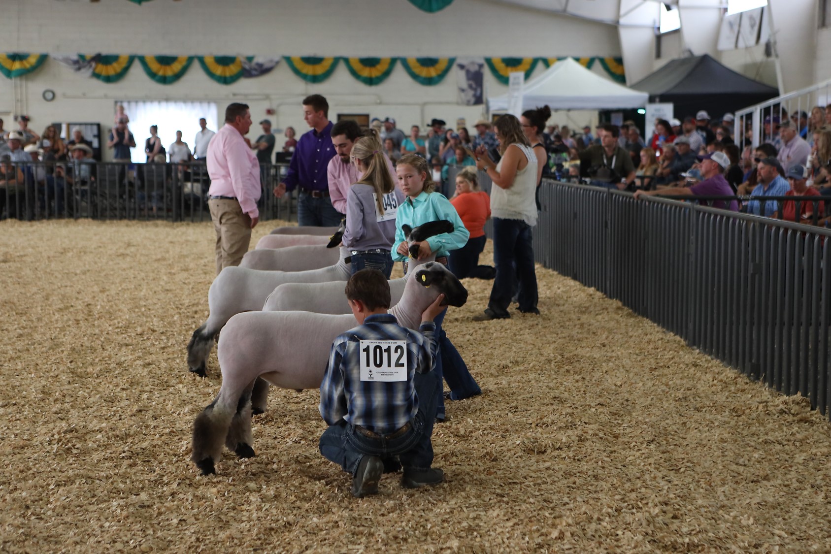 Animal Competitions at the Colorado State Fair