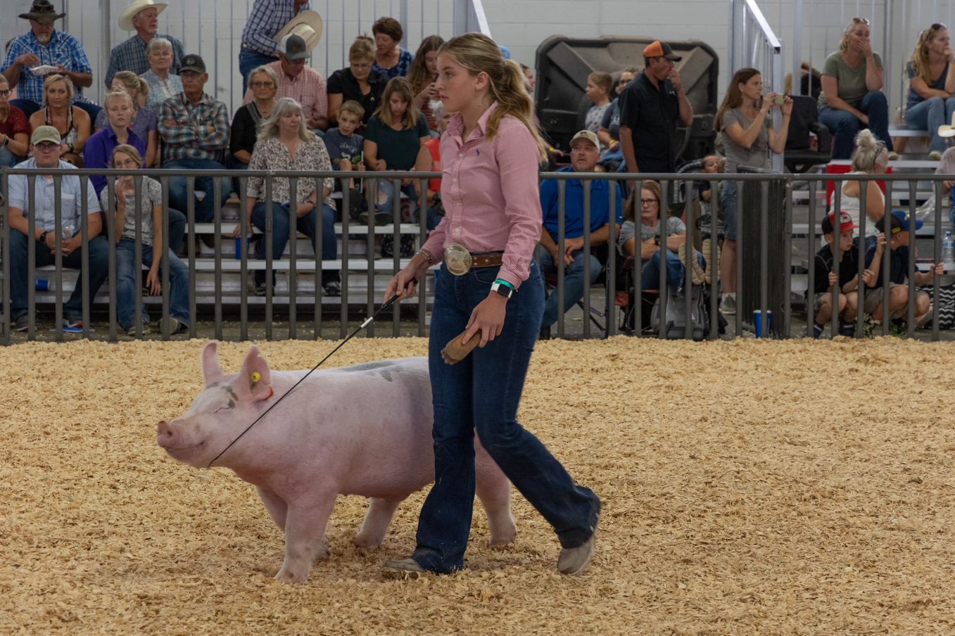 4-H Projects Shine at the Colorado State Fair