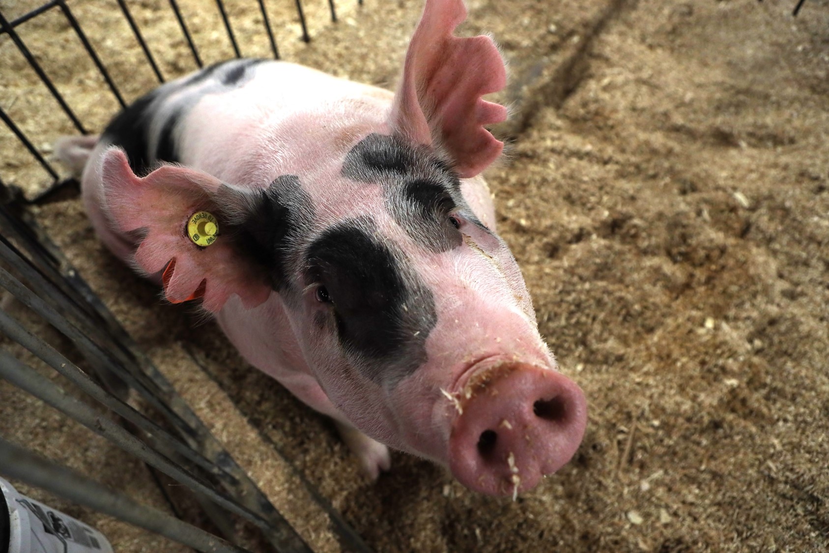 Animal Competitions at the Colorado State Fair