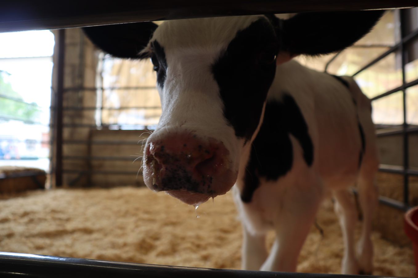 A Whirlwind of Wildlife: Uncovering Interesting Animals at the Colorado ...