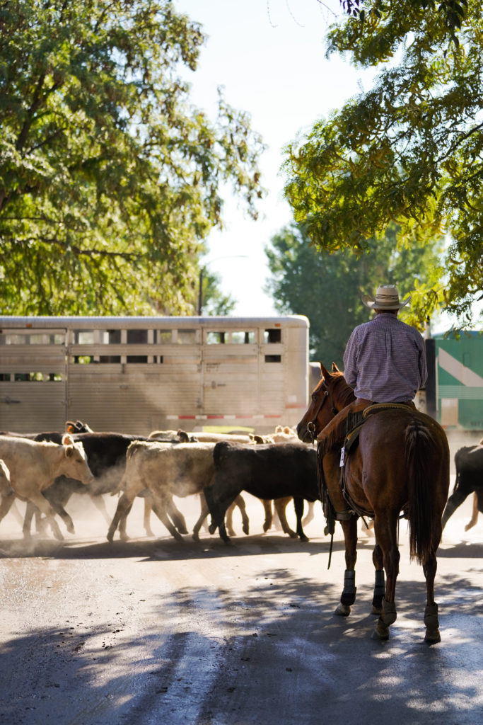 AQHA Ranching Heritage Challenge | Colorado State Fair & Rodeo