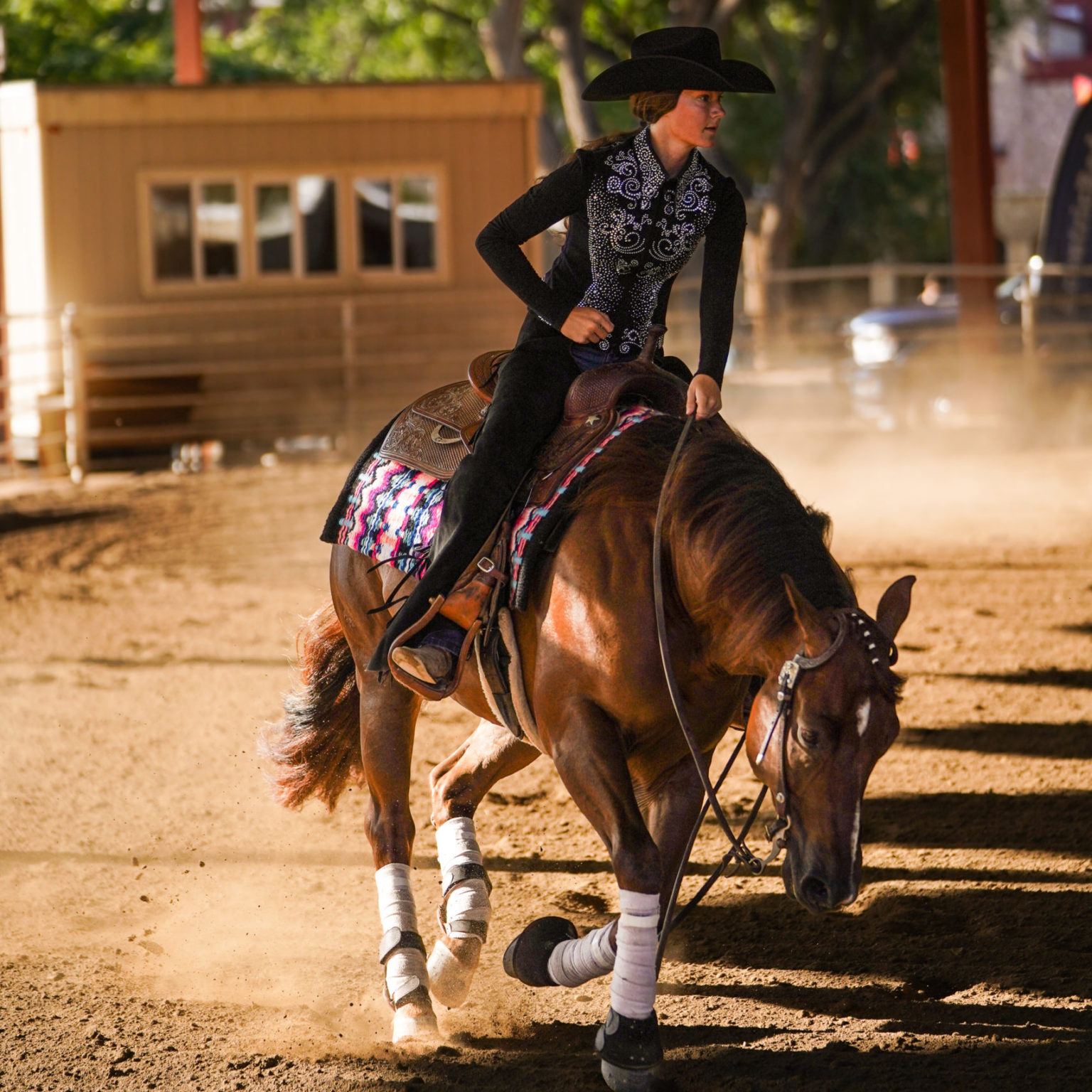 Horse Show | Colorado State Fair & Rodeo