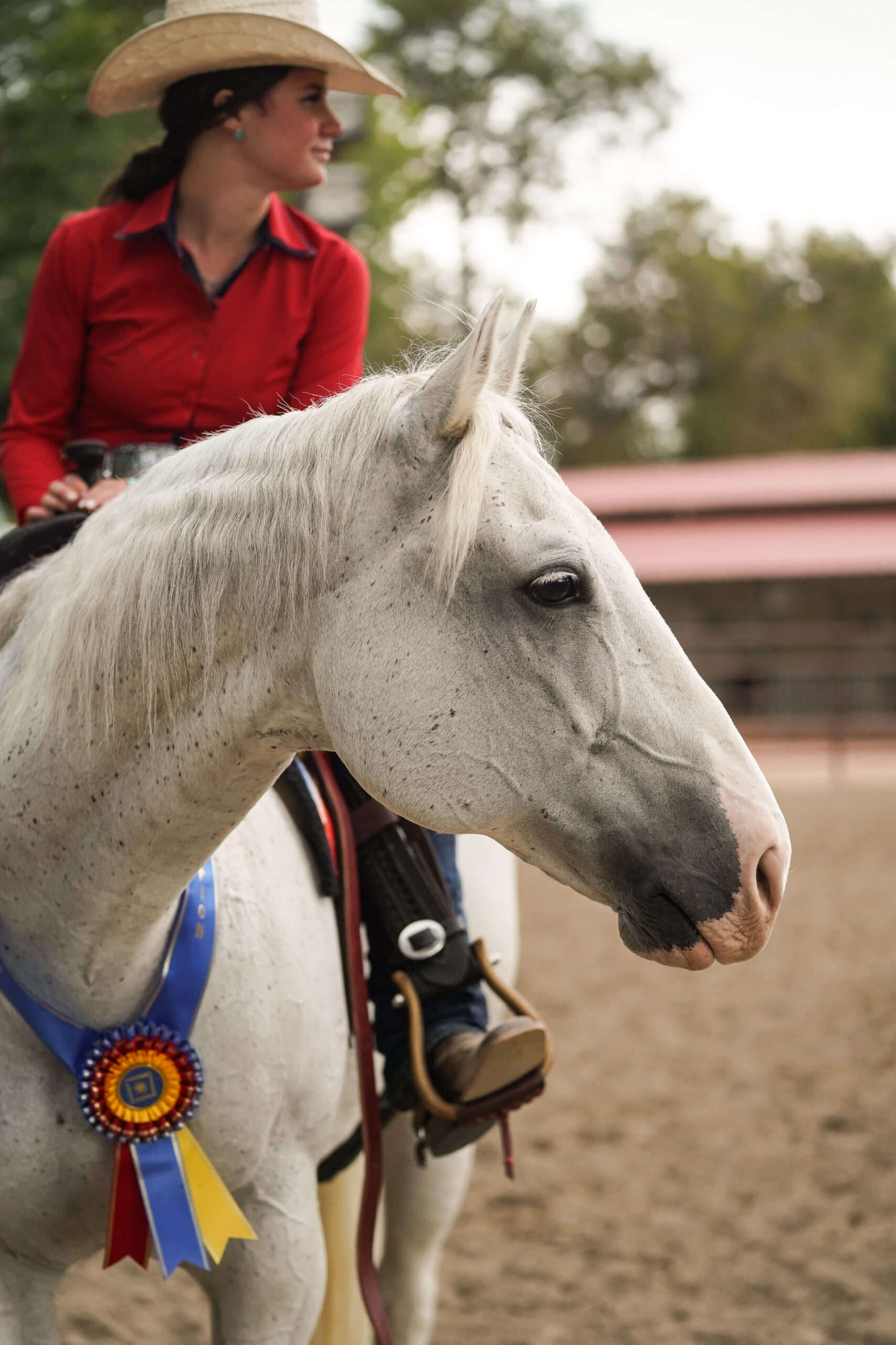 Horse Show | Colorado State Fair & Rodeo